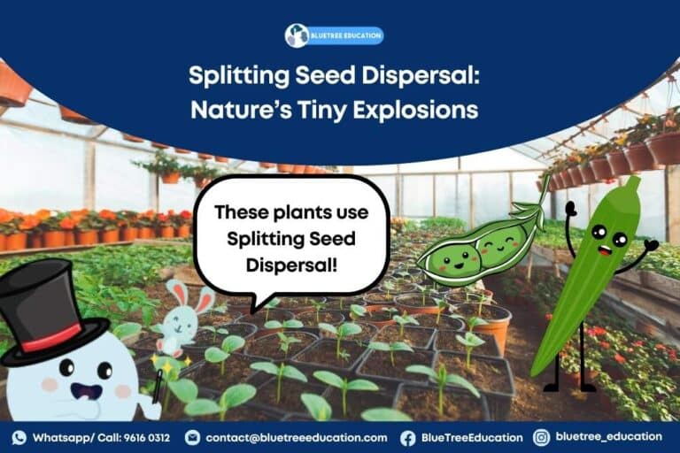Splitting Seed Dispersal: Nature’s Tiny Explosions (Bonus: Application ...